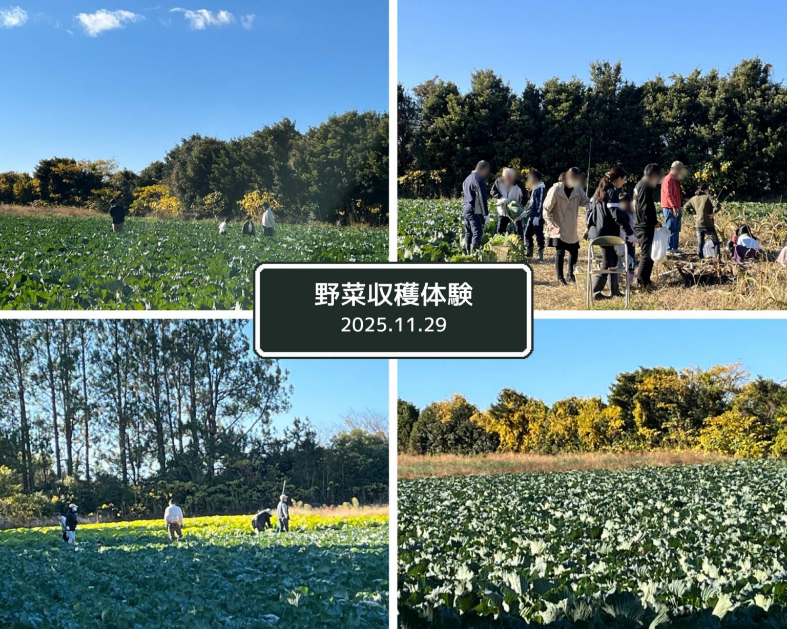 野菜収穫体験会が行われました | わくワーク！岡崎幸田 公益財団法人岡崎幸田勤労者共済会